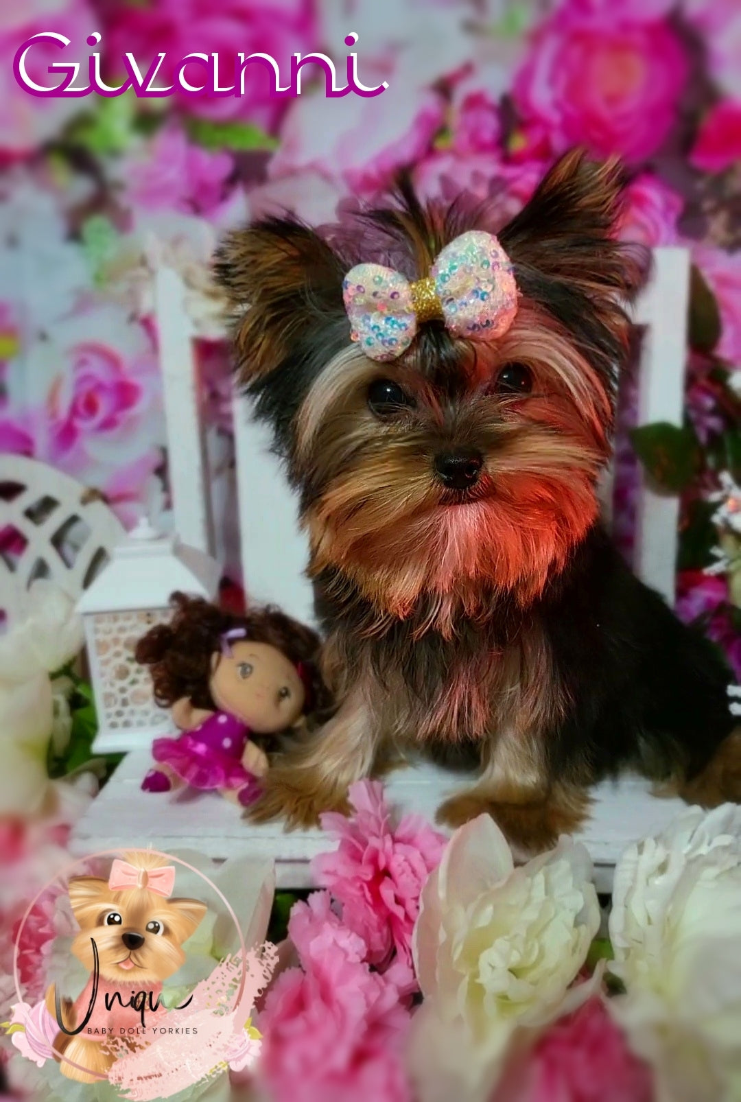 UniqueBabyDollYorkies.com