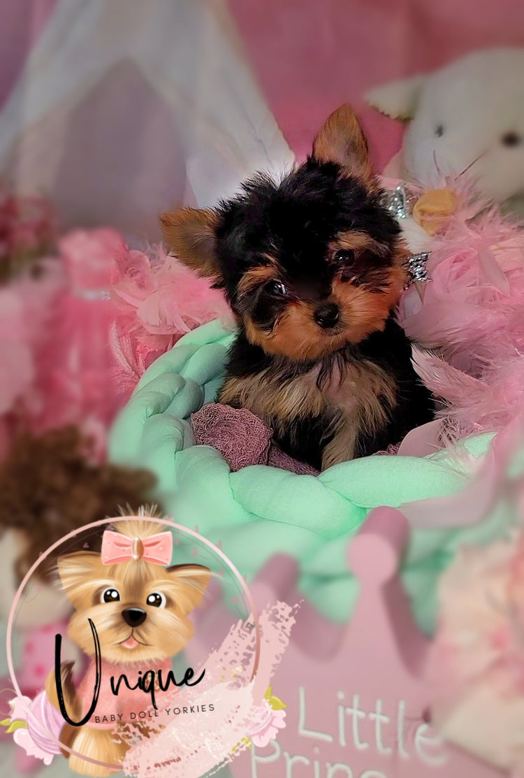 UniqueBabyDollYorkies.com